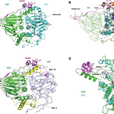 Active Site Motifs A Stereo Views Of The Histidine Motif In Ntd Download Scientific Diagram