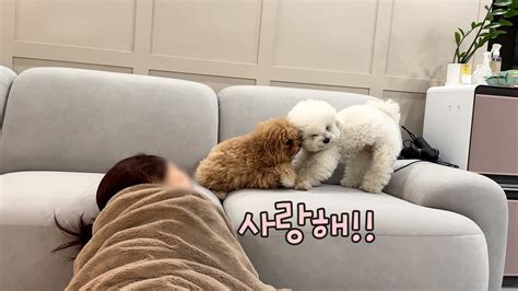 강아지가 사랑을 할 때 Youtube