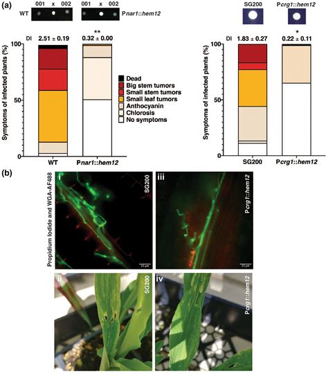 Herbicides As Fungicides Targeting Heme Biosynthesis In The Maize