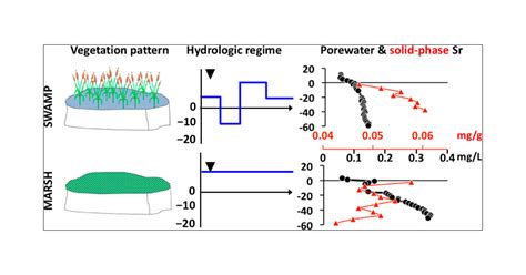 Biogeochemical Controls On Strontium Fate At The Sedimentwater Interface Of Two Groundwater Fed