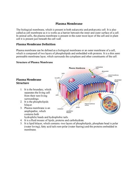 Plasma Membrane Lecture Notes 1 2 Cell Biology SGBAU Studocu