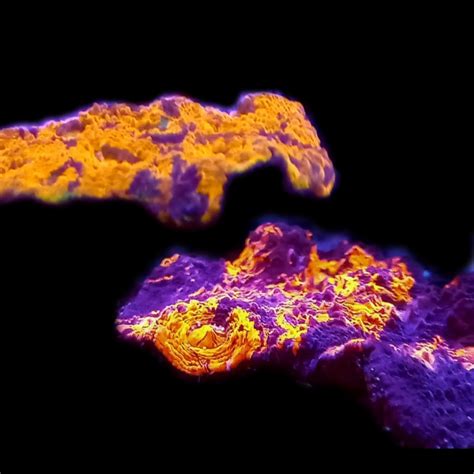 Free Flame Chalice Deep Blue Marine Emporium