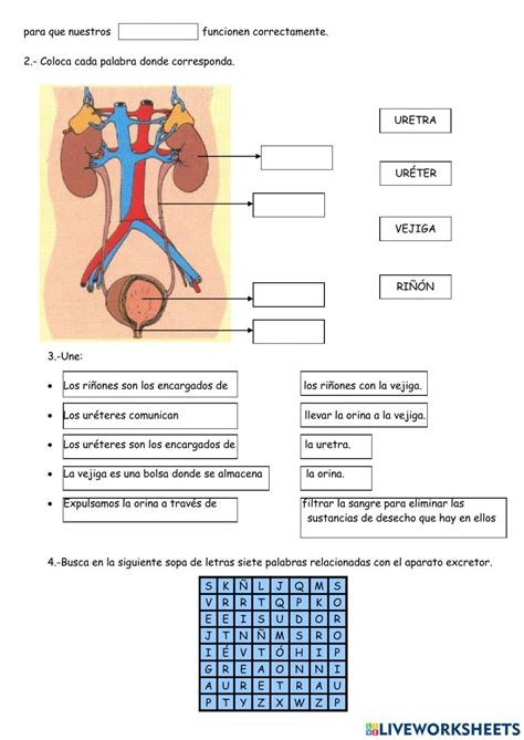 Sistema Excretor Urinario Worksheet En 2025 Enseñanza De Las Letras