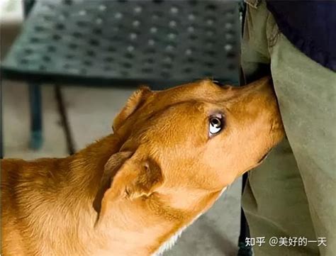 一只狗闻你裤裆不是因为你脏不要误会它了 知乎