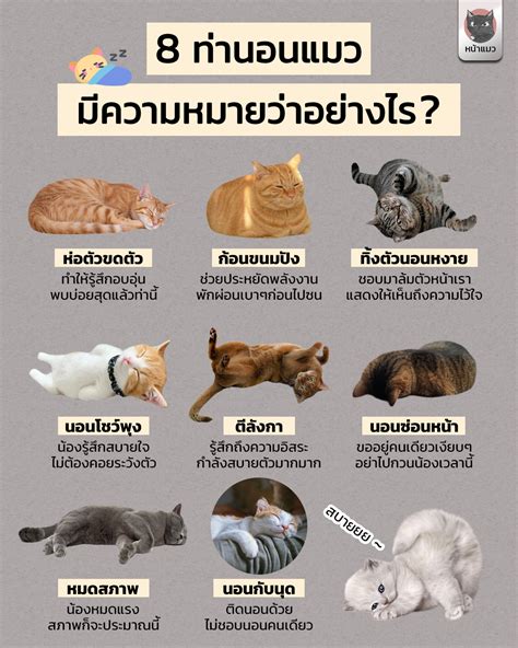 หน้าแมว มาอวดท่านอนของแมวที่บ้านกัน