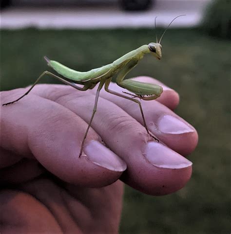 Praying Mantis Insect