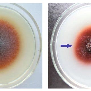 PDF Isolation And Partial Purification Of Fungal Ligninolytic Enzymes From The Forest Soil