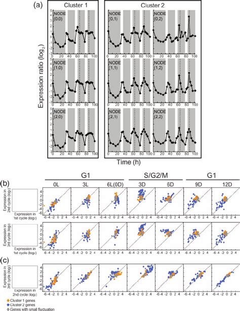 Patterns Of Gene Expression During The Cell Cycle In Synchronous Download Scientific Diagram