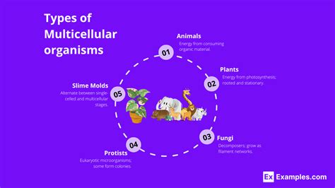 20 Multicellular Organisms Examples