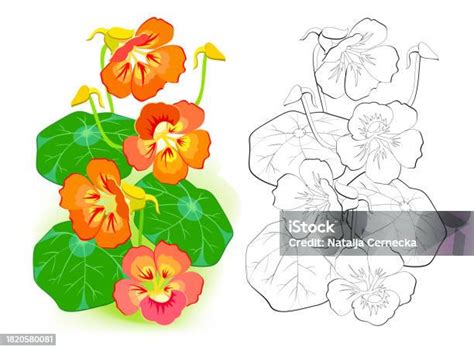 색칠을 위한 다채롭고 흑백 템플릿입니다 여름 정원에서 한련화 꽃의 그림입니다 아름다운 인사말 카드를 그립니다 어린이와 성인을 위한 색칠 공부 플랫 벡터 한련에 대한 스톡