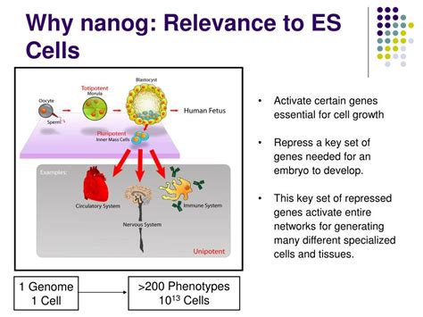 Ppt Motif Discovery Algorithm And Application Powerpoint Presentation Id814146