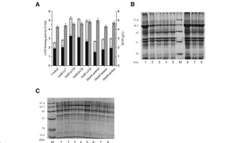 Effect Of Chemical Chaperone Candidates On γ Cgtase Expression In E Download Scientific