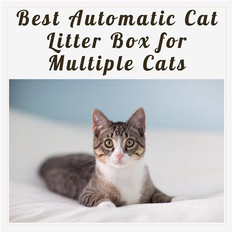 The 10 Best Automatic Cat Litter Box For Multiple Cats In 2023