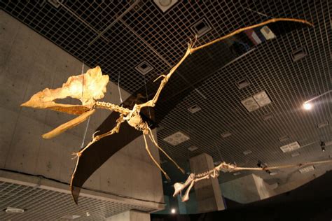 Fossil Friday The Uks First Ever Pterodactyl Fossil
