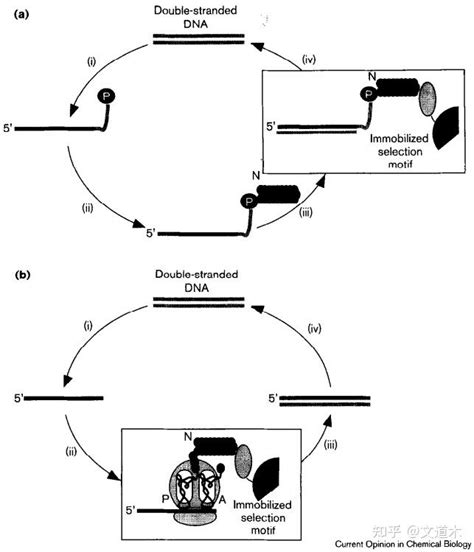 核糖体展示（ribosome Display） 知乎