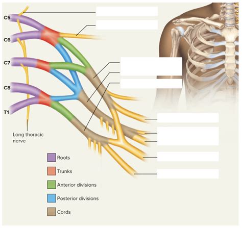 Lab Practical 3 Nerves Diagram Quizlet