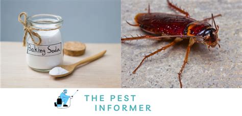 What Happens When Cockroaches Eat Baking Soda Pest Control Revealed