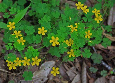 5 Delicious Edible Indigenous South African Plants To Add To Your Garden