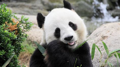 Pandas Jet Lag Could Be Messing With Natural Mating Behaviors