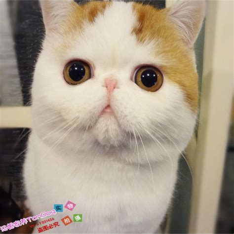 折耳猫和加菲猫的串串 折耳猫和加菲猫的 折耳和加菲混图片 大山谷图库