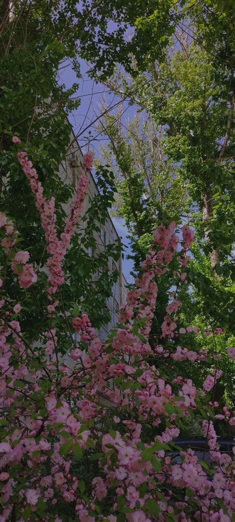 Обои эстетика детали в 2024 г Пейзажи Зеленые фоны Фотография на природе