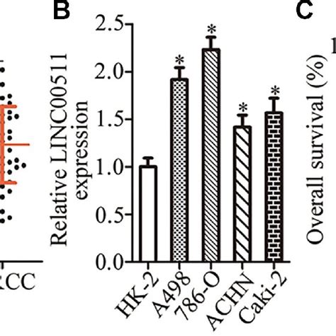 Linc00511 Is Upregulated In Ccrcc Tissues And Cell Lines A Rt Qpcr
