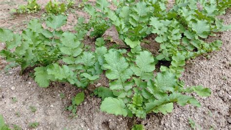 김장무김장무우 심는시기 알타리 총각무 심는시기 김장배추 심는방법 파종시기 네이버 블로그