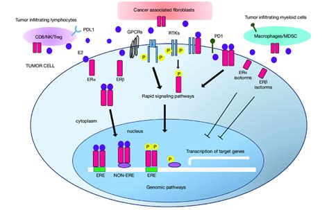 A Schematic Representation Of The Main Rapid And Genomic Estrogen