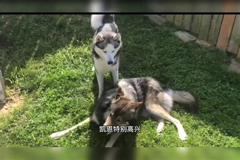 男子与二哈遭遇狼群，哈士奇带回灰狼女朋友，竟然还生下了孩子！哈士奇狼群女朋友