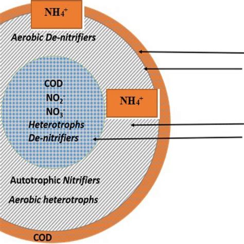 Distribution Of Substrate And Bacteria Within The Flocs Download