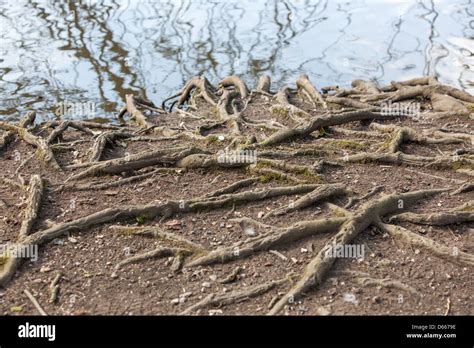 Exposed Tree Root System High Resolution Stock Photography And Images Alamy