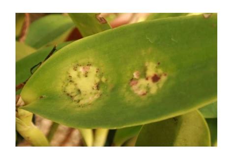 Orchid Treatments Most Common Diseases And Pests Of This Flower Nexles