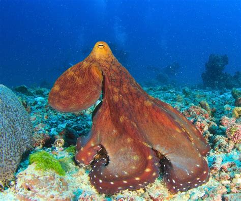 Interesting Facts About Octopuses