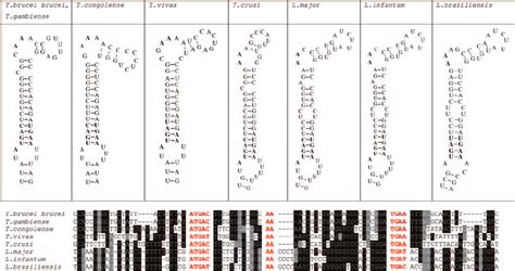 Structures And Nucleotide Sequence Alignment Of Selk Secis Elements