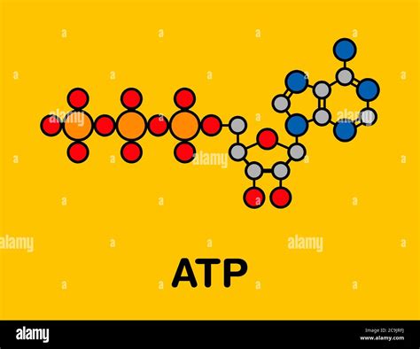 Adenosine Triphosphate Atp Molecule Functions As Neurotransmitter Rna Building Block Energy