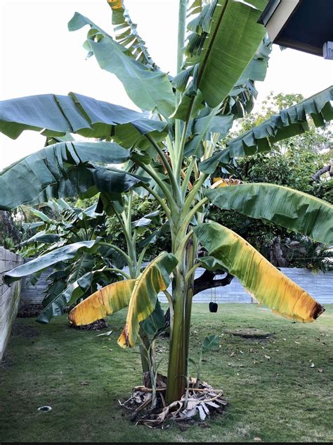 Blue Java Banana Tree