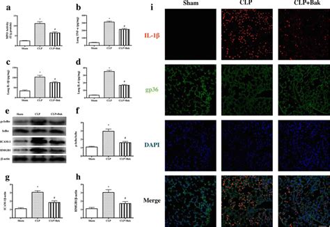 Bak Attenuated Sepsis Induced Inflammation A Mpo Activity B Tnf α