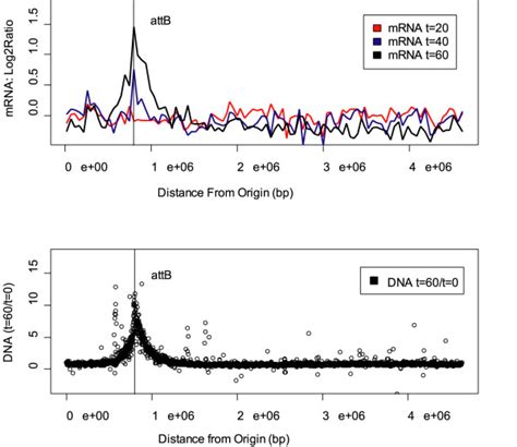 A Diagram Of The Linear Integrated Lambda Phage Genome Color Coded Download Scientific