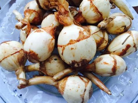 慈菇怎么吃 慈菇 伤感说说吧