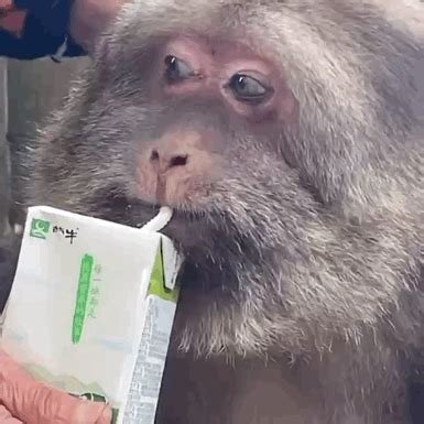 表情包 I 下面我bb两句