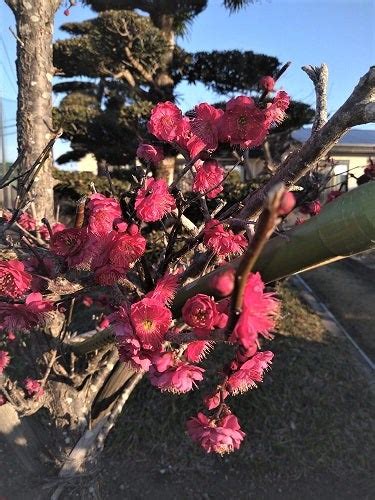 春が来る蕗の薹梅の花掛川 大家 イイ家プラスのブログ