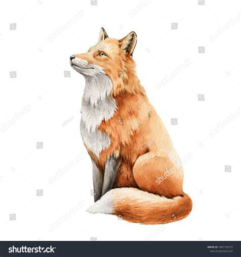 Sitting Fox Drawing