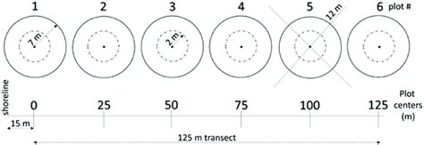 Methods For Constructing Mangrove Carbon Stock Assessment Transects