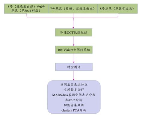 空间转录组测序技术识别兰花早期发育的多种细胞类型并揭示其发育过程 百迈客生物