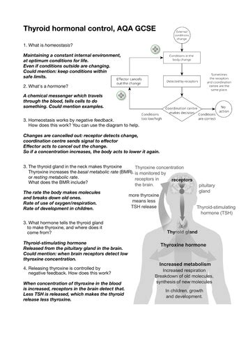 Aqa Thyroid Homeostasis Worksheet 9 1 Gcse Biology Teaching Resources
