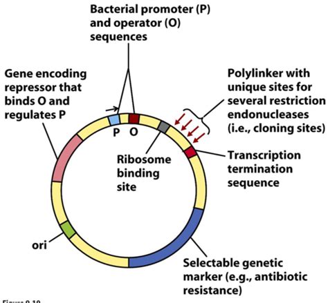 Genetics Exam Iv Flashcards Quizlet