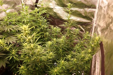 4x4 Overflow Tent Days 13 Thru 20 Of Flowering 51024 420 Magazine
