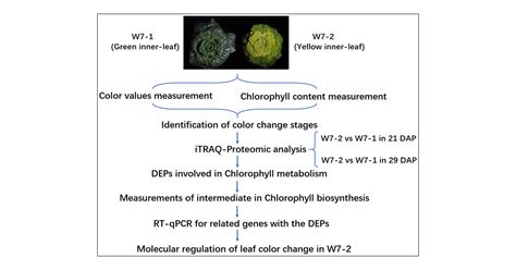 Chlorophyll A Color