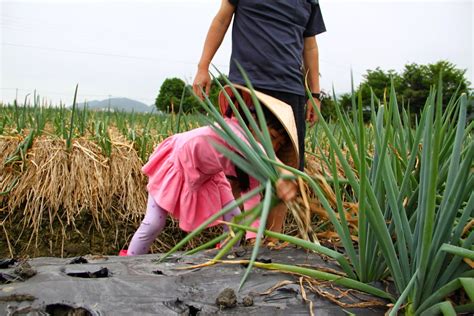 農夫青蔥體驗農場 宜蘭 Abic愛貝客親子遊