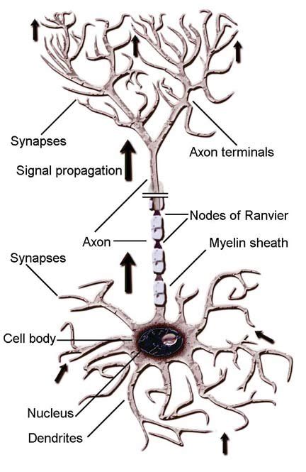 Pyramidal Neurons